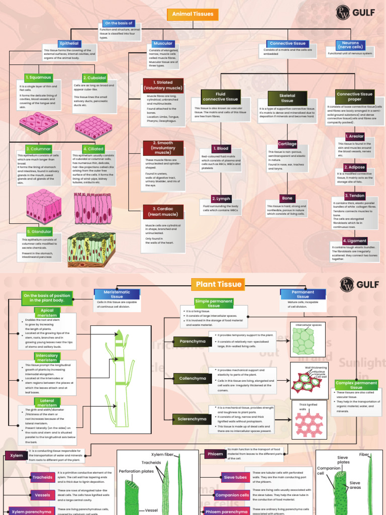 Tissues _ Mind Map | Download Free PDF | Tissue (Biology) | Muscle