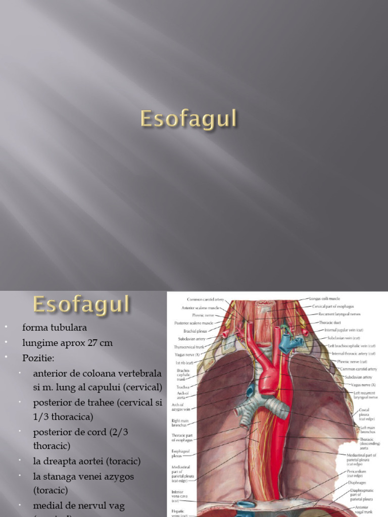2 - Esofag, Stomac, Duoden - Romana3 | PDF