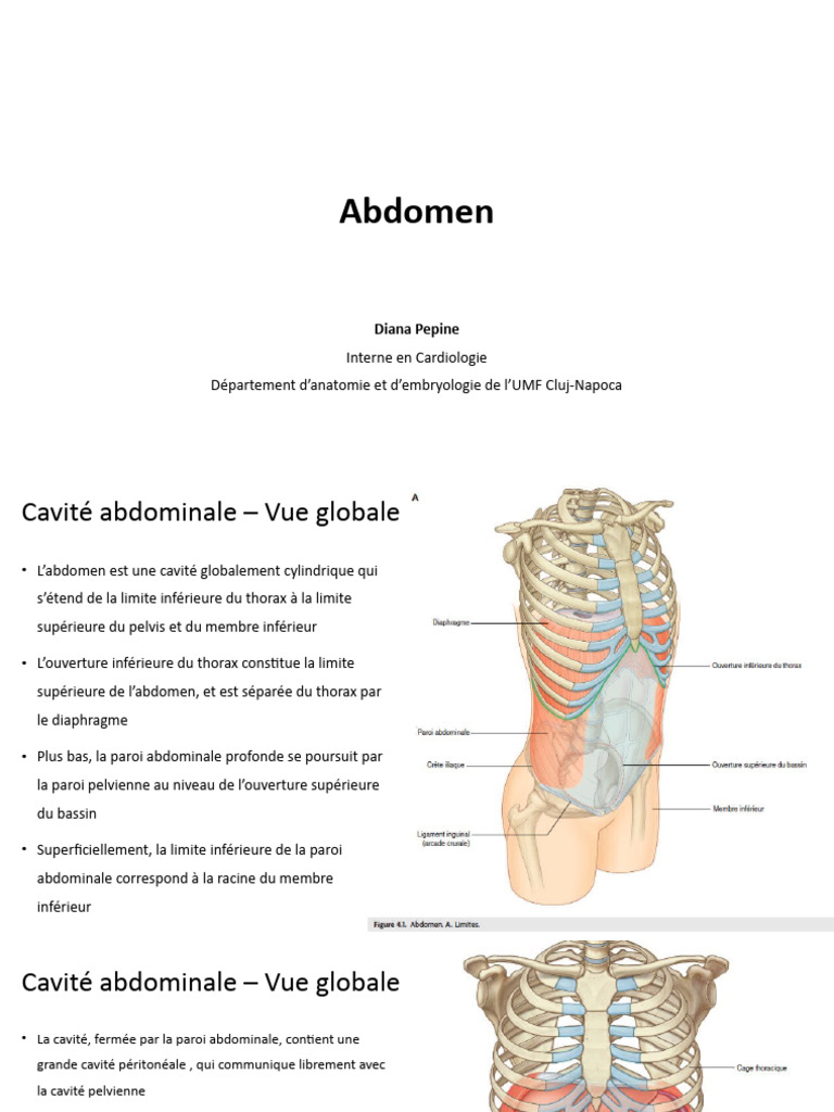 Anatomie de l'Abdomen et du Péritoine | PDF | Péritoine | Foie