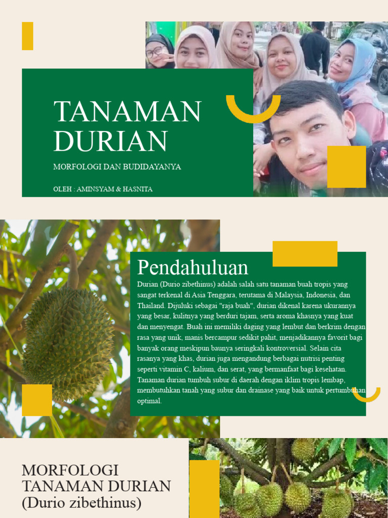 Morfologi dan Budidaya Durian | PDF