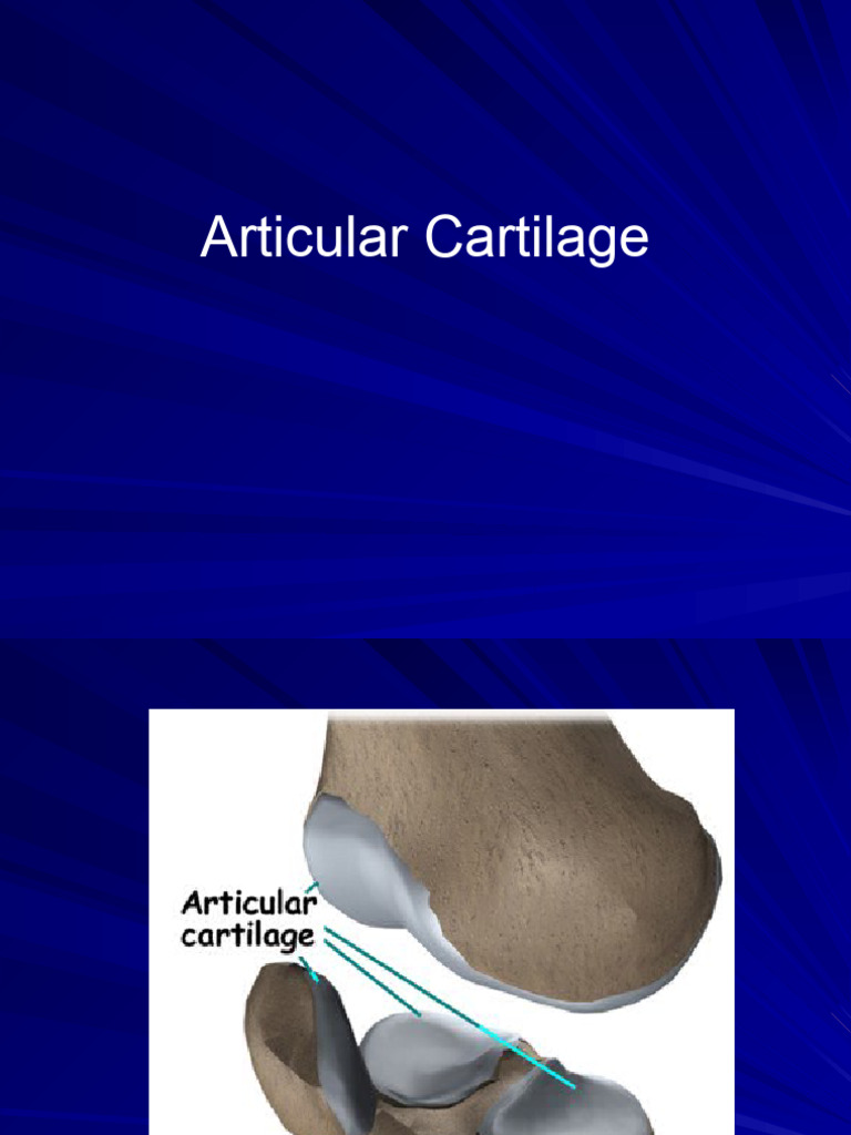 15.articular Cartilage-1 | Download Free PDF | Cartilage ...