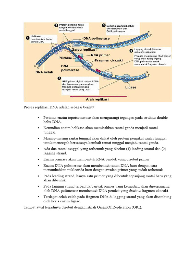 Proses Replikasi DNA | PDF