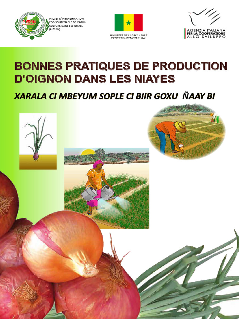 Bonnes pratiques de production d'oignon | PDF | Agriculture ...