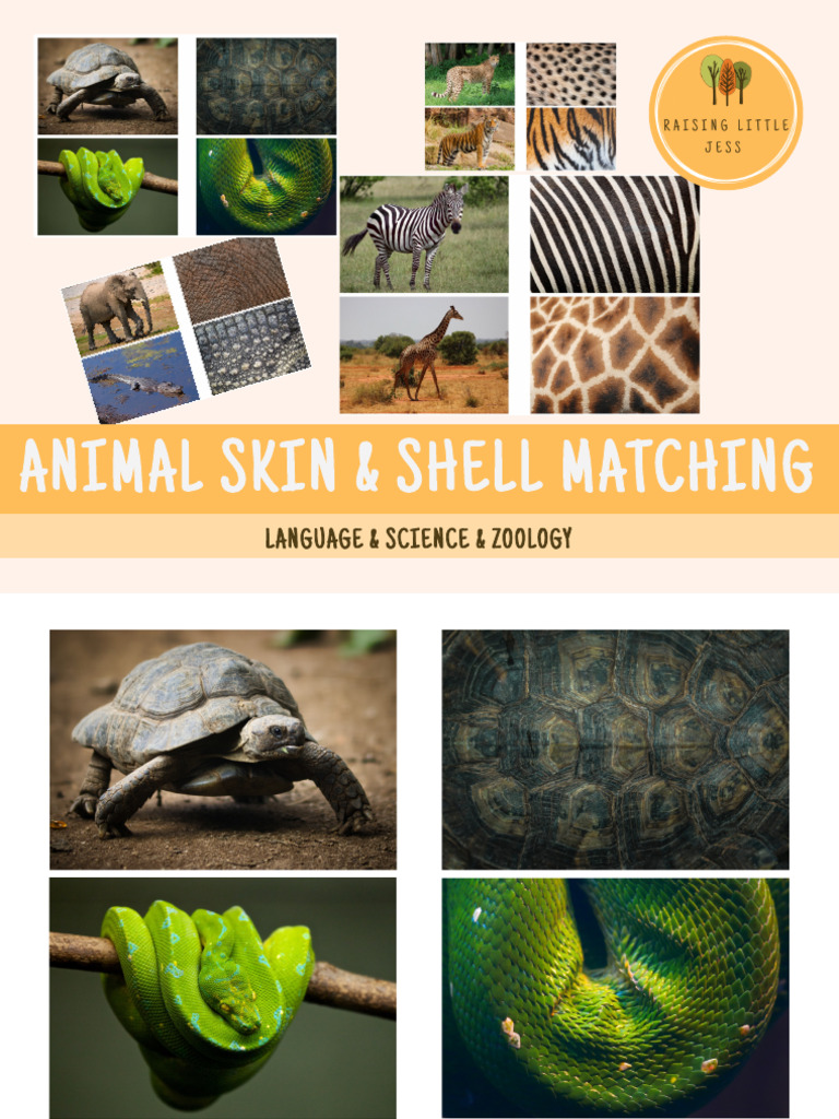 Animal Skin & Shell Matching: Language & Science & Zoology | PDF