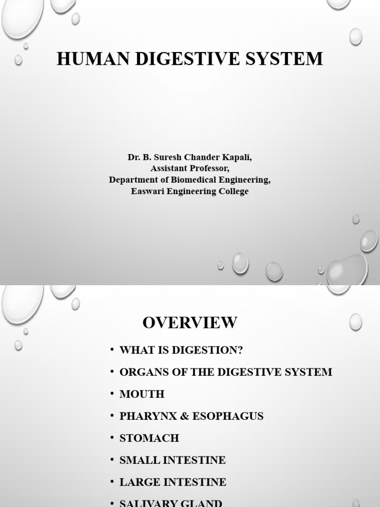 Human Digestive System | PDF | Human Digestive System | Stomach