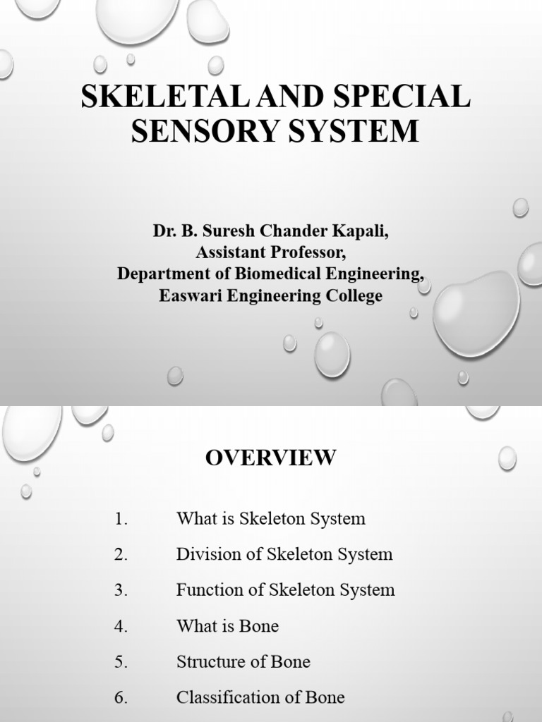 Human Skeleton System | PDF | Bone | Osteoblast