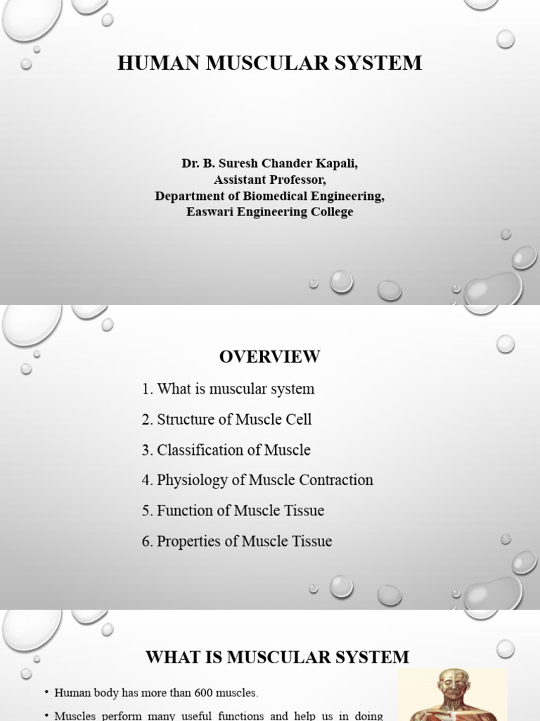 Muscular System | PDF | Muscle | Muscle Contraction