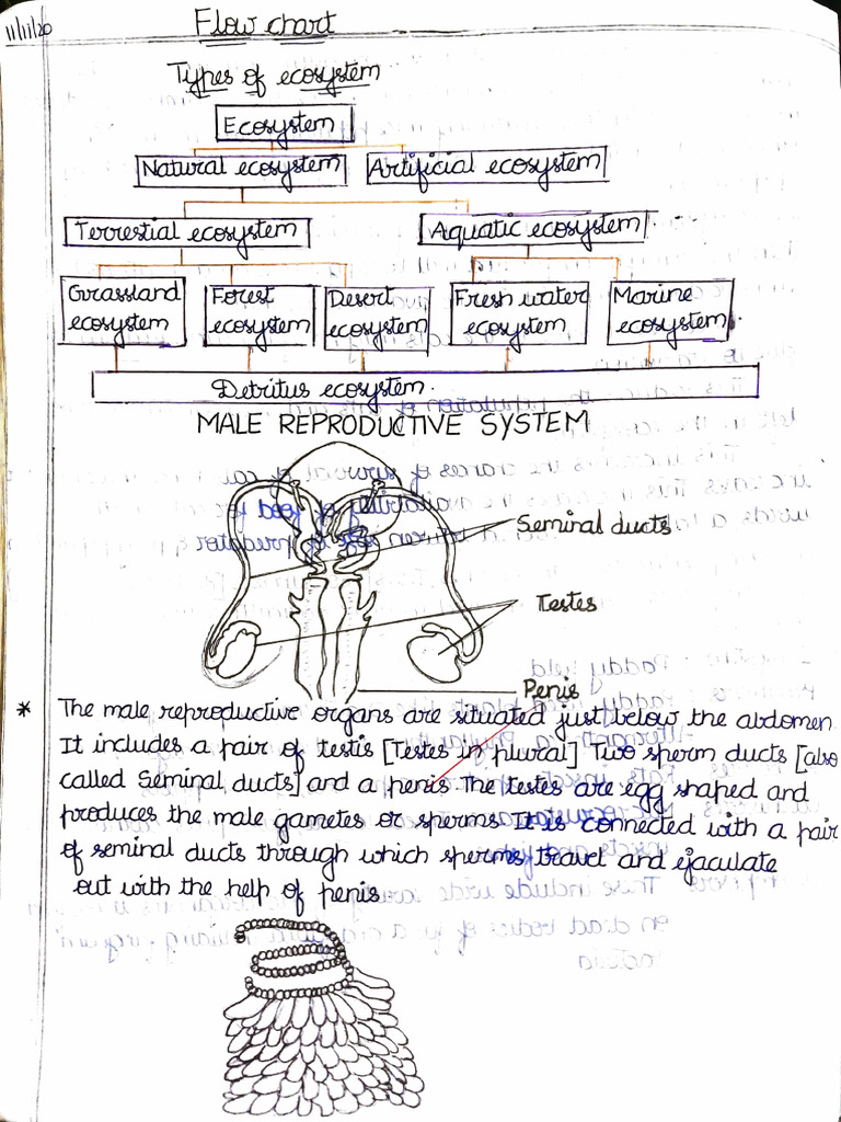 Bio diagram of 9th class | PDF