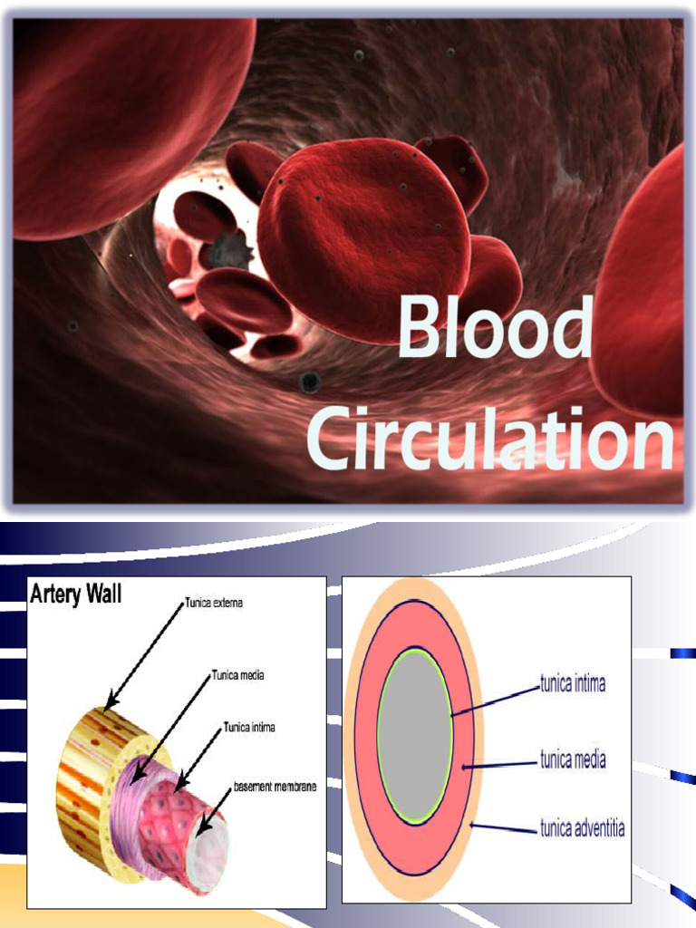 Blood Circulation M | PDF
