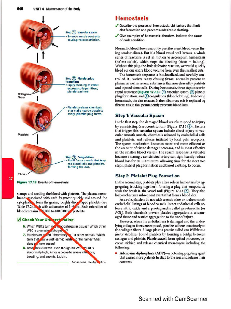Blood (Final Exams Syllabus) | PDF