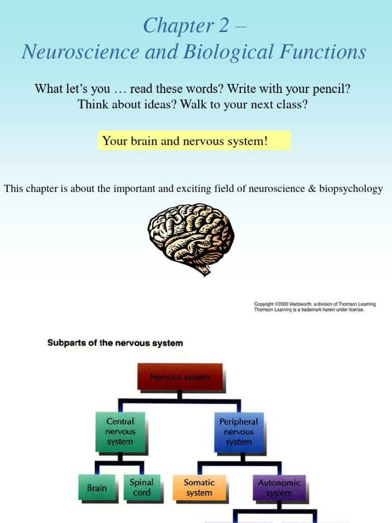 Chap2 - Biological Basis of Behavior - Web | PDF | Brain | Central Nervous System