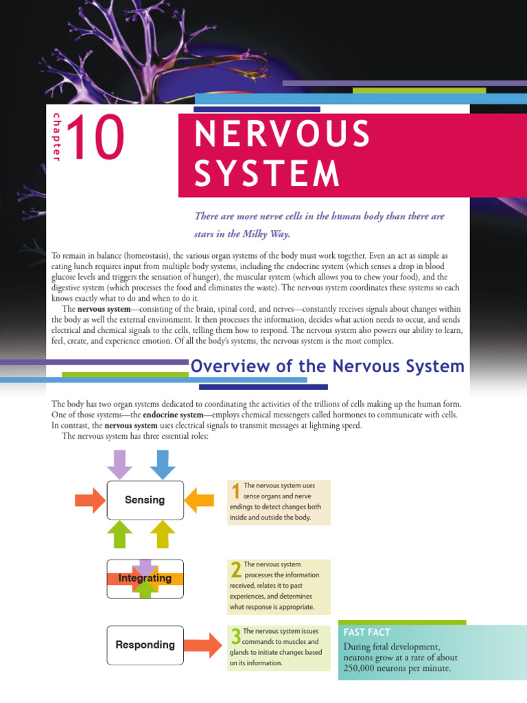 Lec Nervous-System | PDF | Axon | Myelin