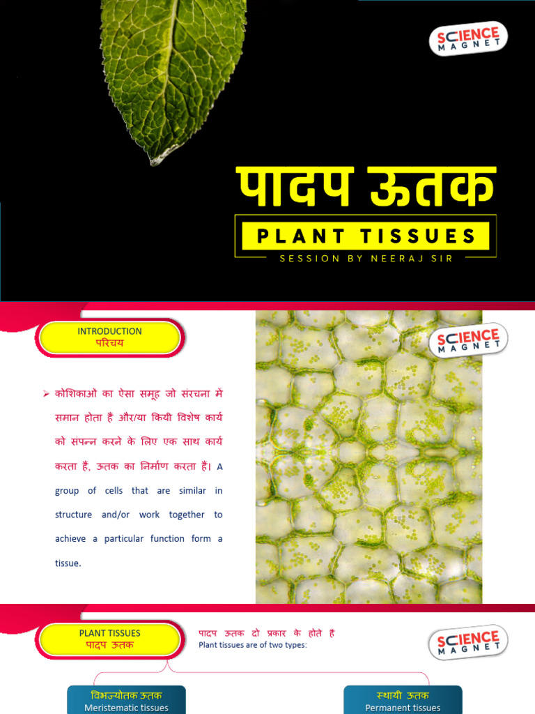 Tissue Part 1 Pdf 20230729120826 Pdf