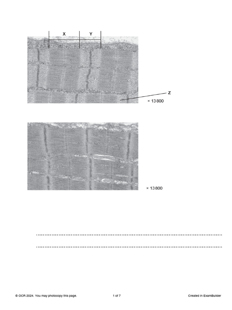 L6 Muscles PP | Download Free PDF | Muscle | Heart