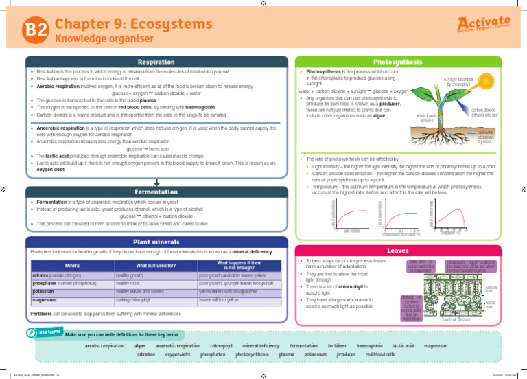 Ecosystems Revision KO | PDF | Photosynthesis | Cellular Respiration