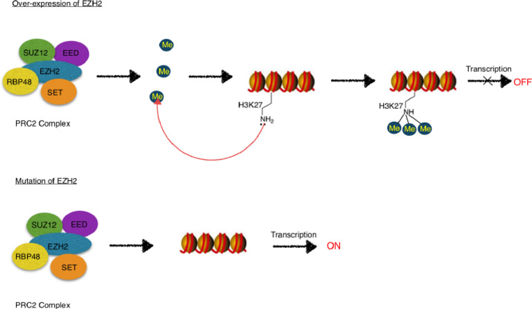 EZH2 Mechanism | PDF