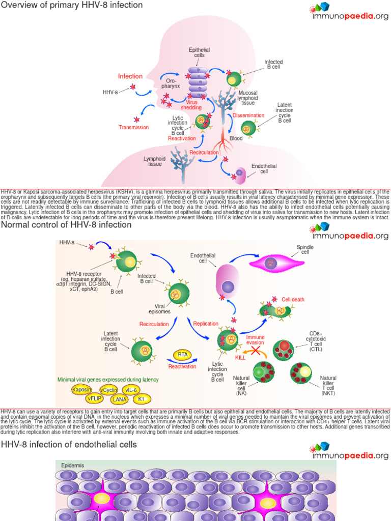 HHV-8 Kaposi Sarcoma | PDF | Virus | Vascular Endothelial Growth Factor