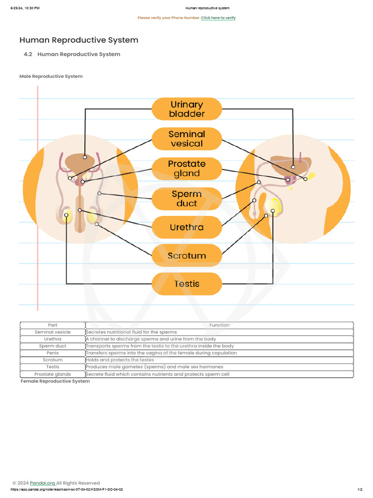 Human Reproductive System | PDF | Reproductive System | Human Reproduction