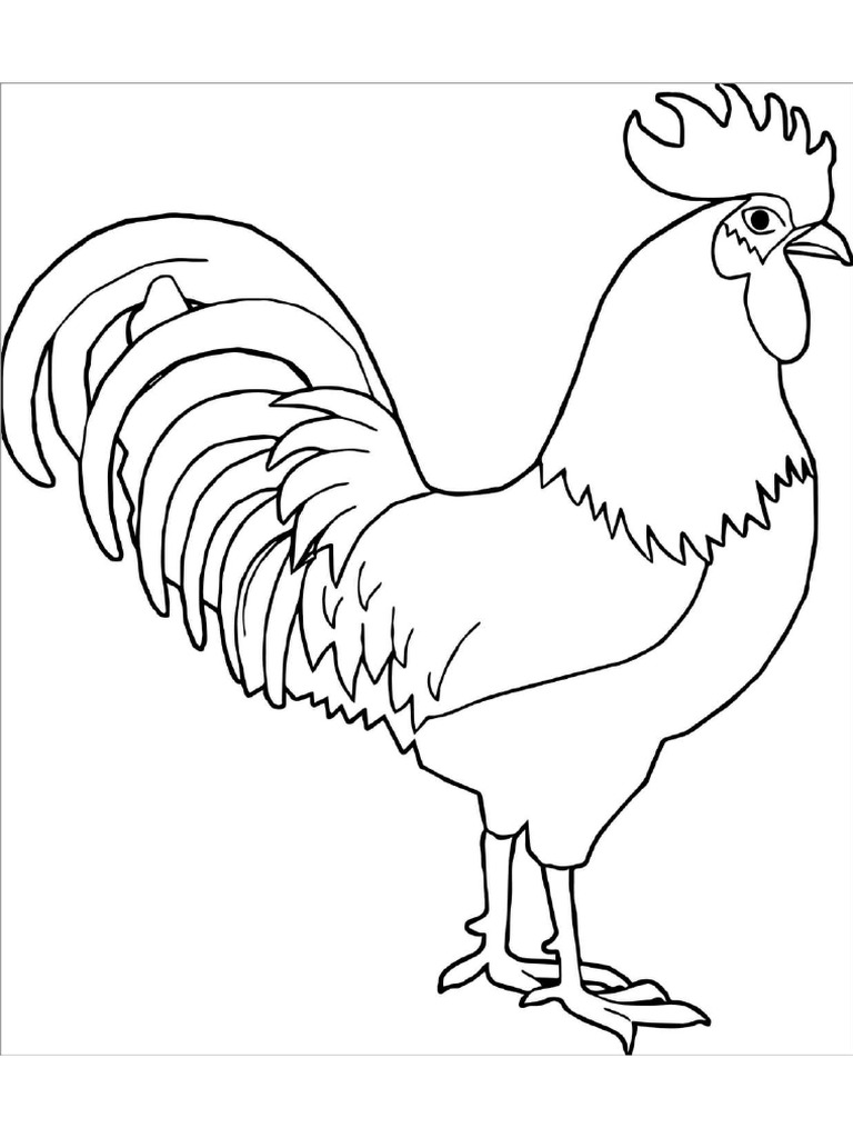 Gallo Basico Scaled | PDF