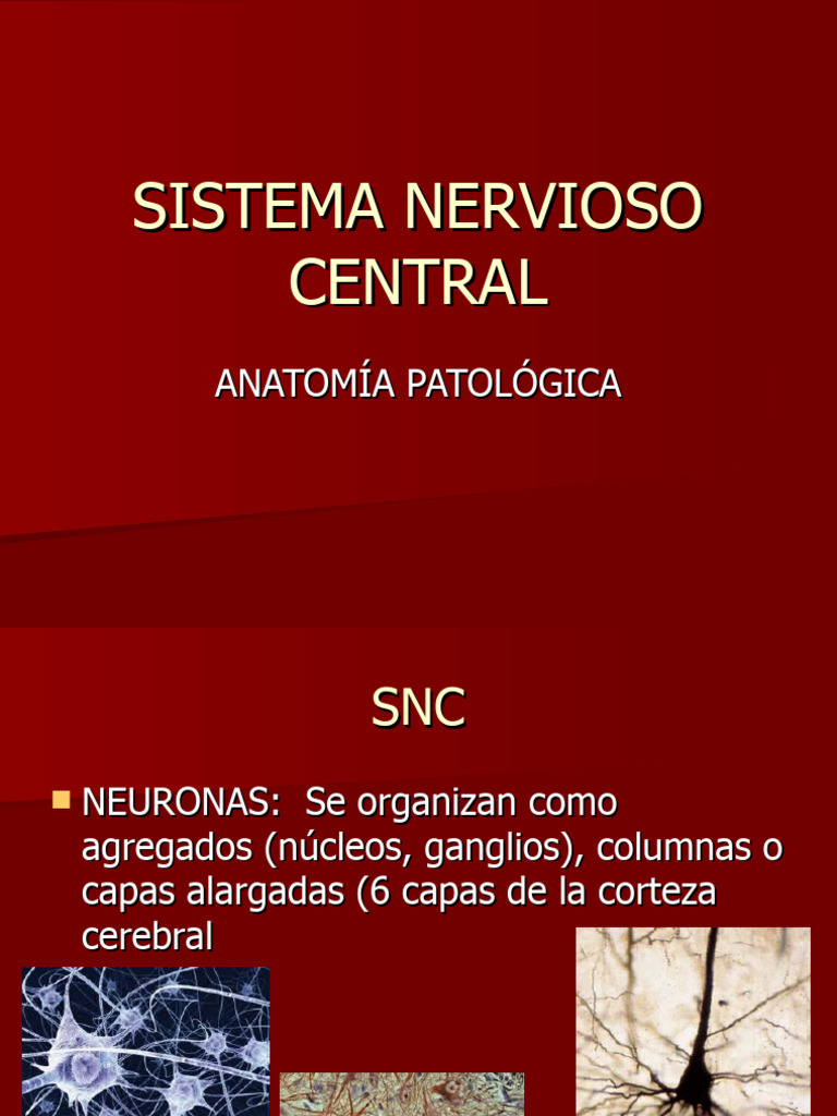POWER Anatomía-SNC | PDF | Mielina | Meningitis