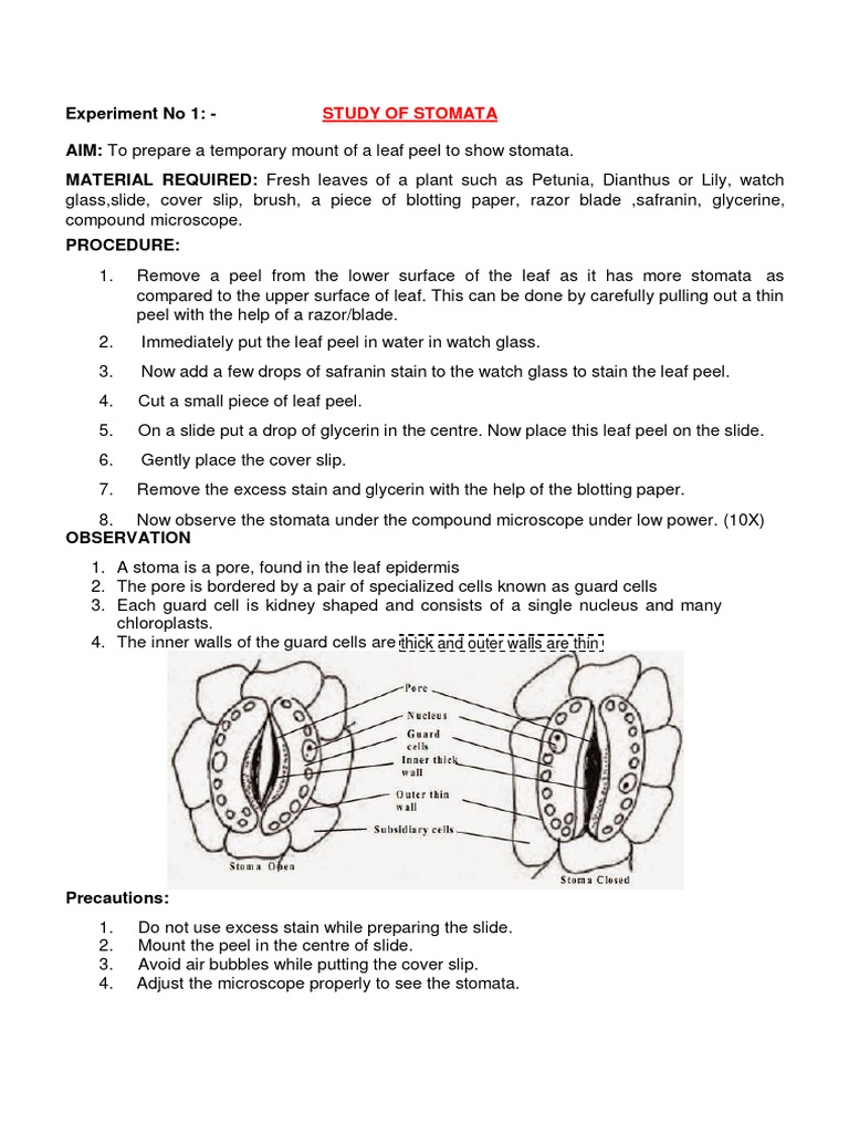 Stomata and Aerobic Respiration Experiment | PDF | Leaf | Stoma