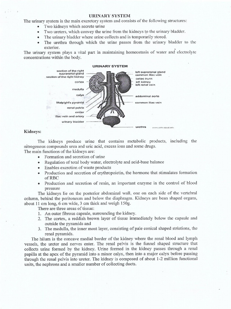 Urinary System | PDF