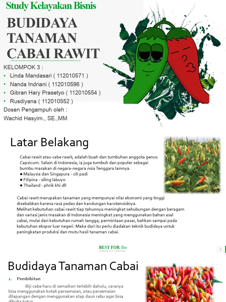 Budidaya Tanaman Cabai Rawit - Kelompok 3 Ok | PDF