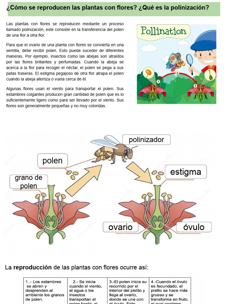 Proceso de Polinización para Niños | PDF | Artes del Lenguaje y ...