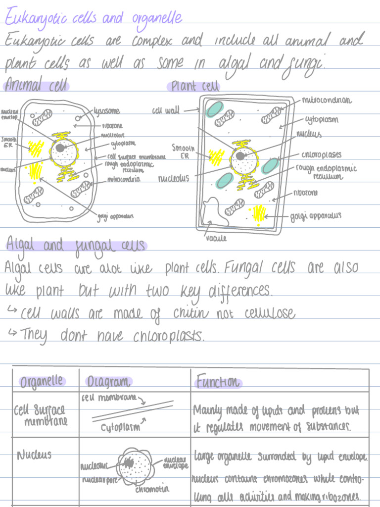 Cell structure and division | PDF | Mitosis | Cell (Biology)