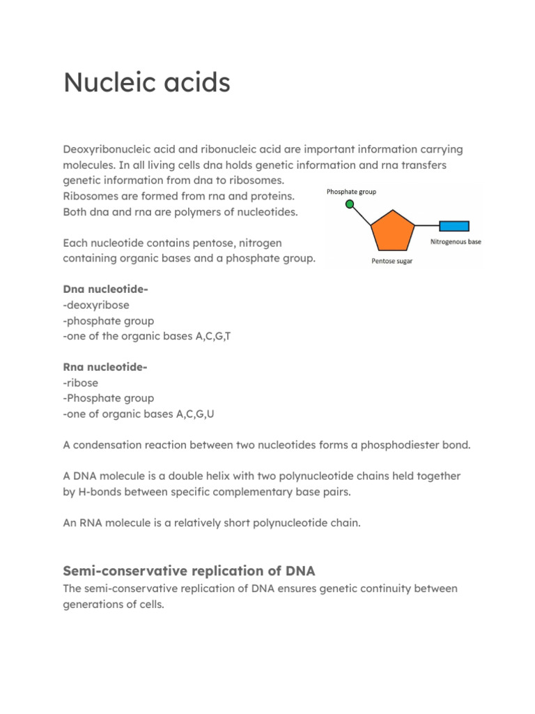 Nucleic acids | PDF | Dna | Nucleotides