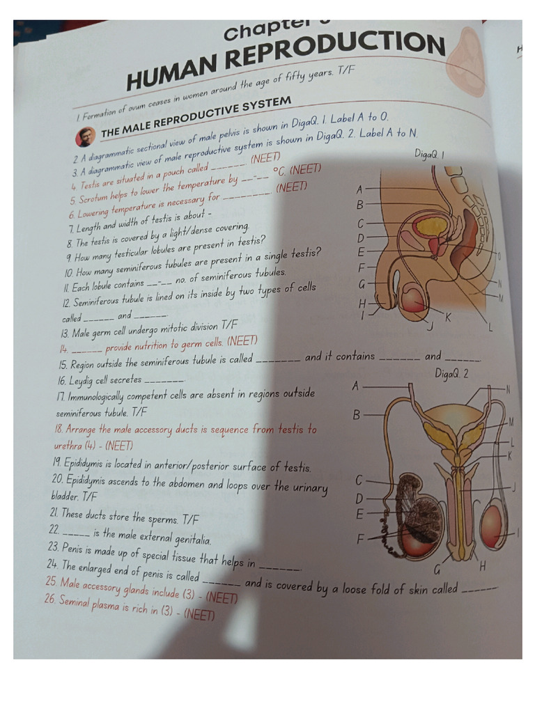 Human Reproduction Pdf