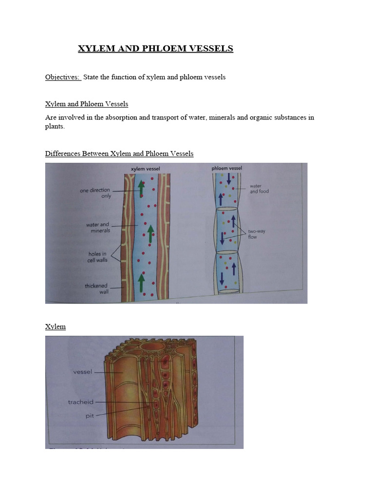 F3 Bio 15 Mar Xylem and Phloem Vessels | PDF
