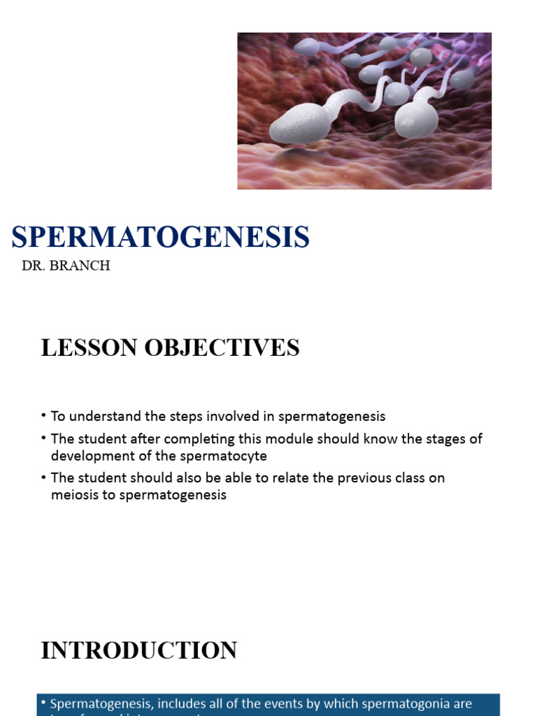 Spermatogenesis | PDF | Sperm | Male Mammals