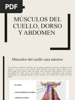 Anatomía del Hueso Hioides y Músculos | PDF | Laringe | Anatomía humana