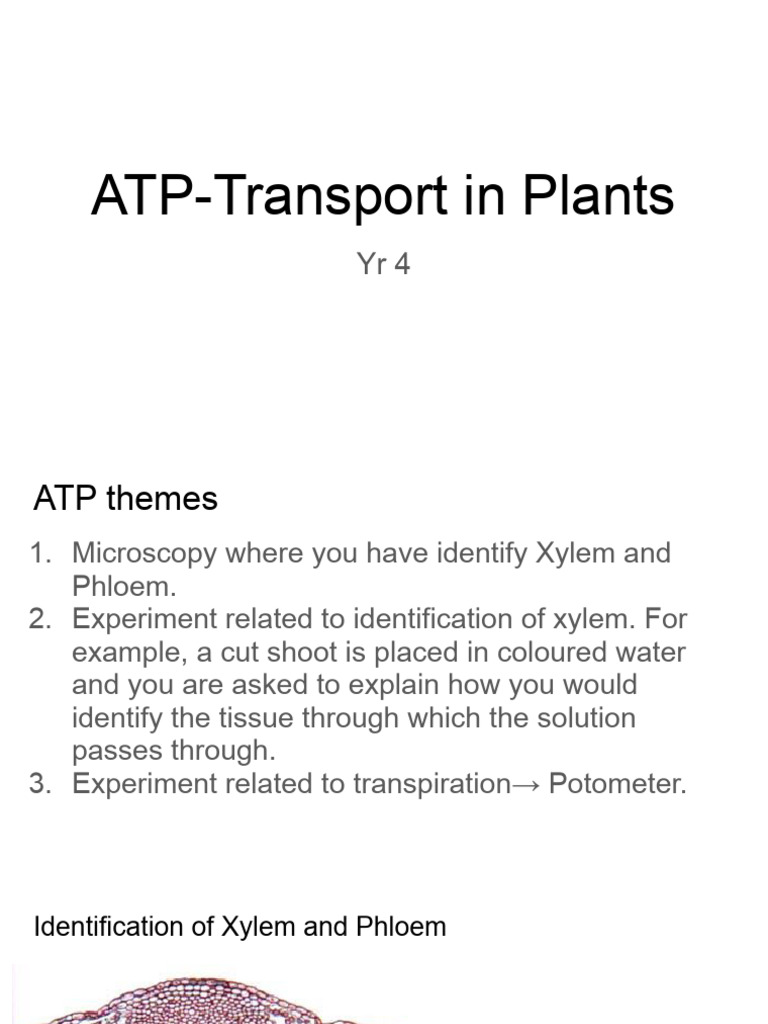 ATP-Transport in Plants | PDF | Tissue (Biology) | Leaf