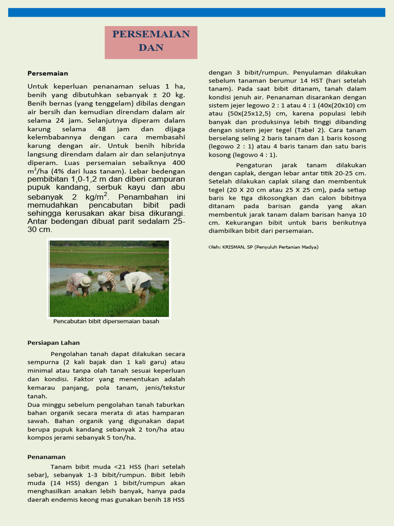 Persemaian Dan Tanam Padi Sawah | PDF | Griya & Taman