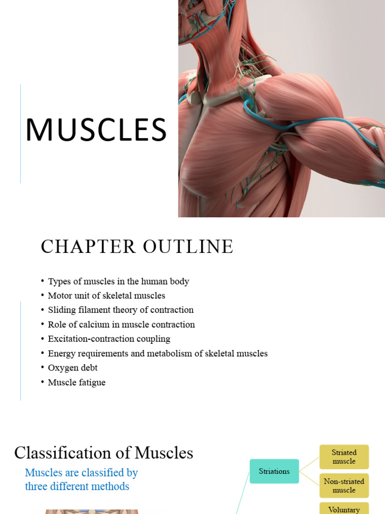 Muscles | PDF | Muscle Contraction | Neuromuscular Junction