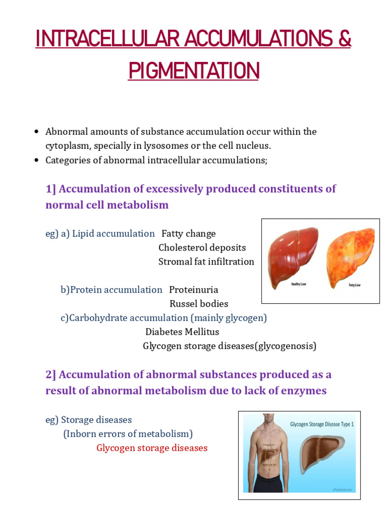 Intracellular Accumulations | PDF | Metabolism | Medical Specialties