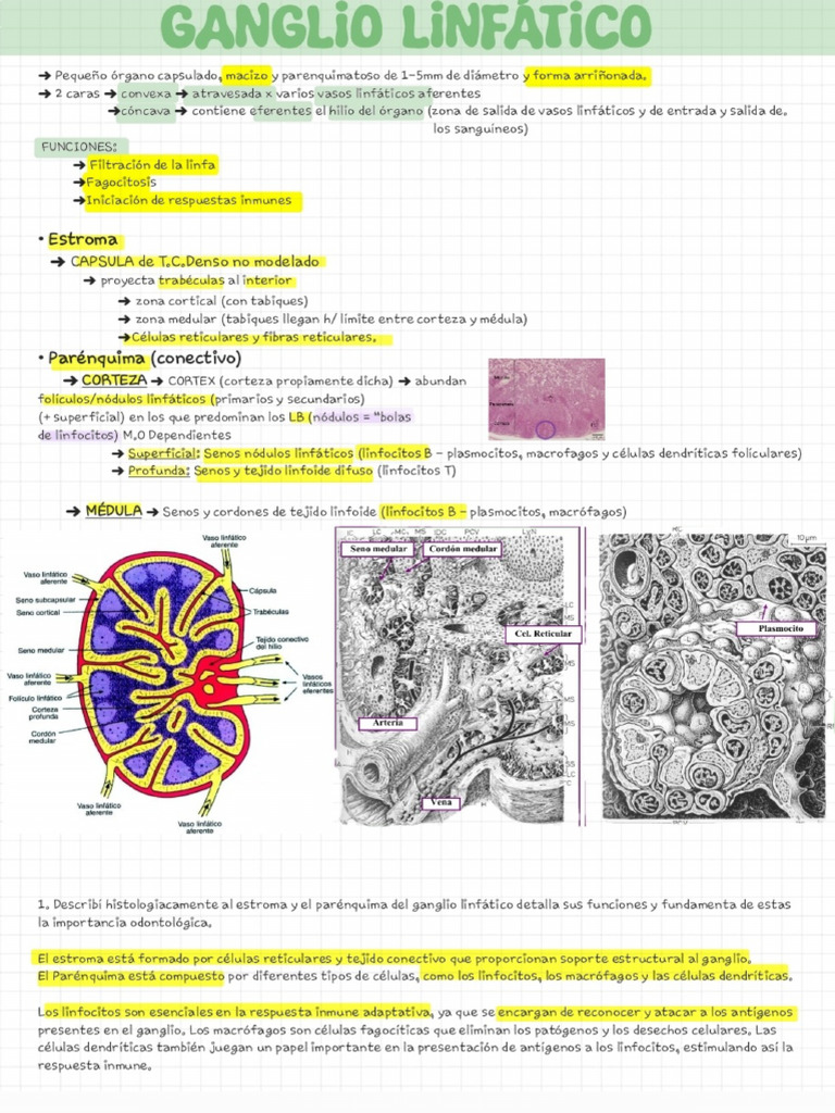 Ganglio Linfatico | PDF