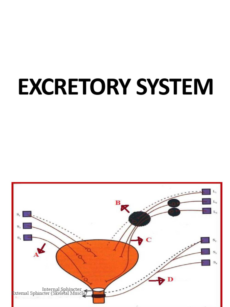 Charts Renal | PDF | Kidney | Organ (Anatomy)