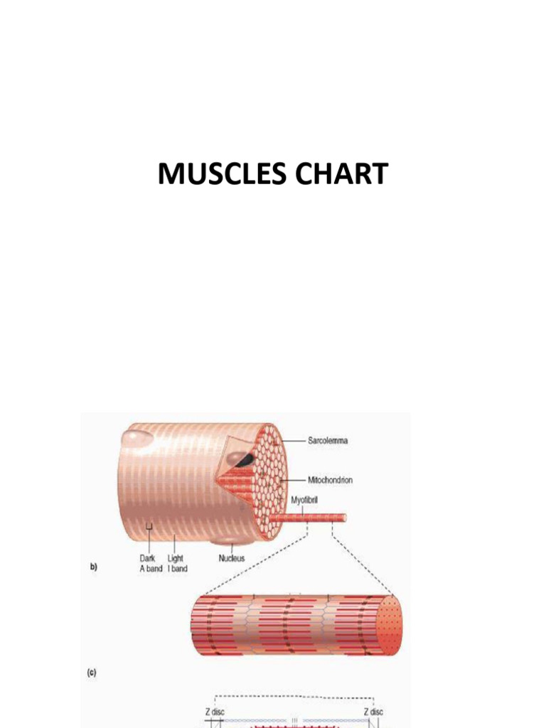 Muscle Contraction and Disorders Explained | PDF | Muscle Contraction ...