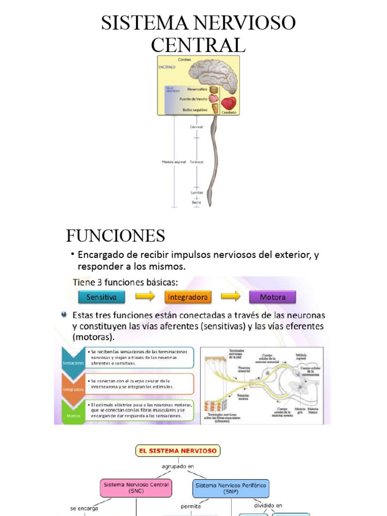 Sistema Nervioso 1 (1) HISTOLOGIAS | Descargar gratis PDF | Médula espinal | Cerebro