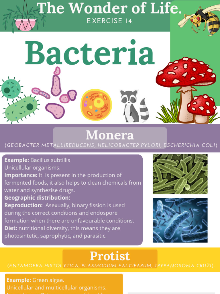 Bacteria | PDF | Nature | Organisms