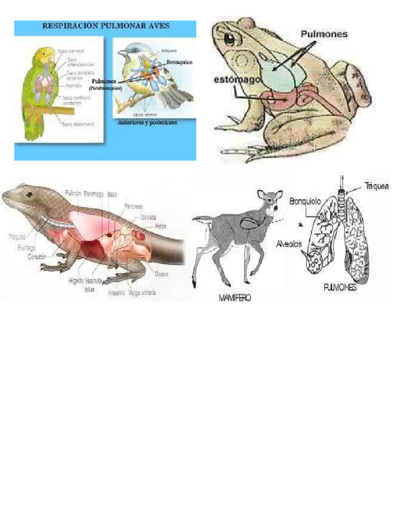 Sistema Respiratorio en Animales | PDF