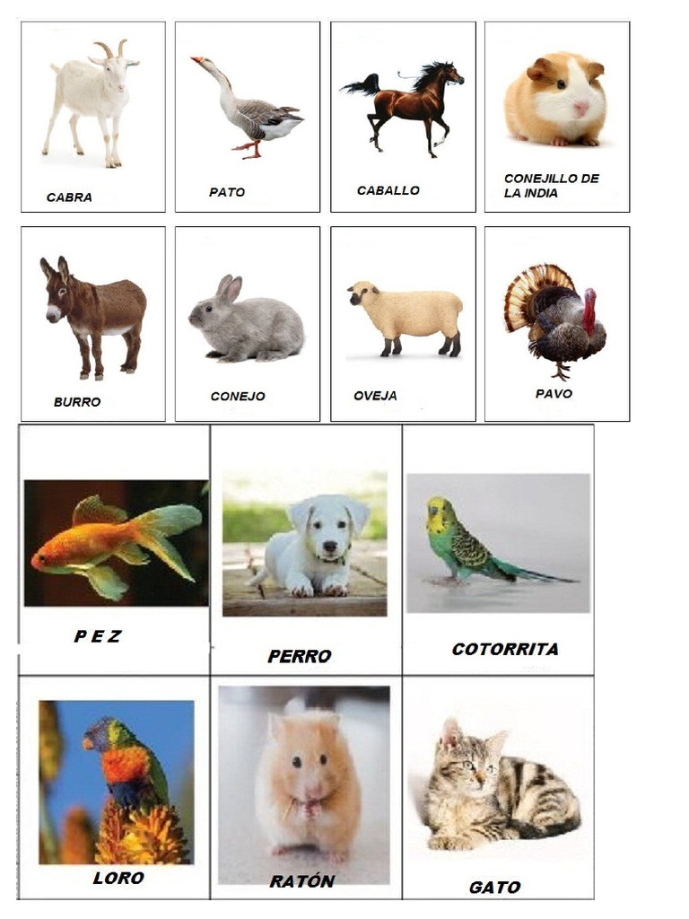 ANIMALES REALES | PDF