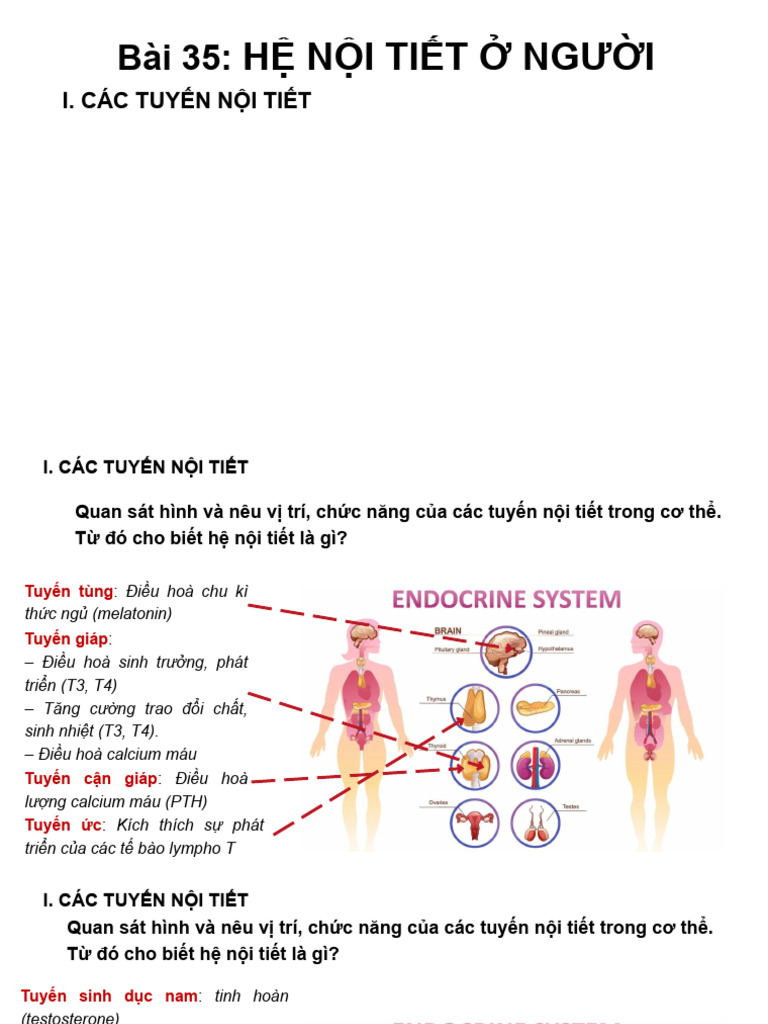 Bai 35 He Noi Tiet | PDF
