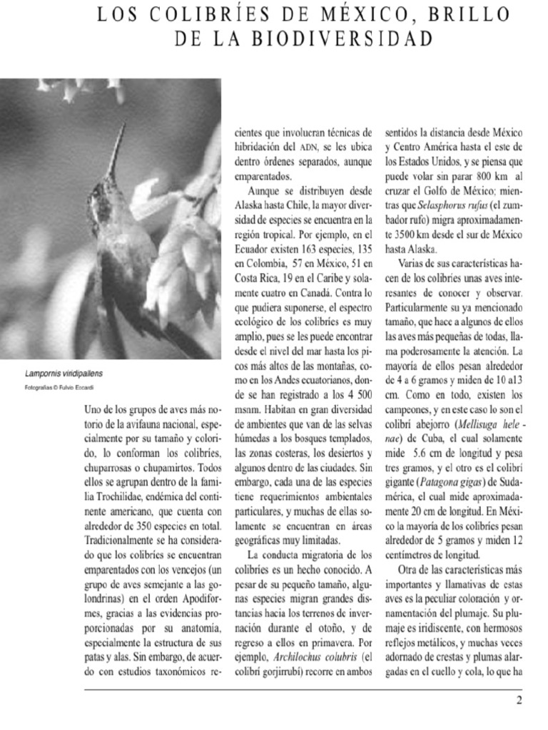 Colibrí | PDF