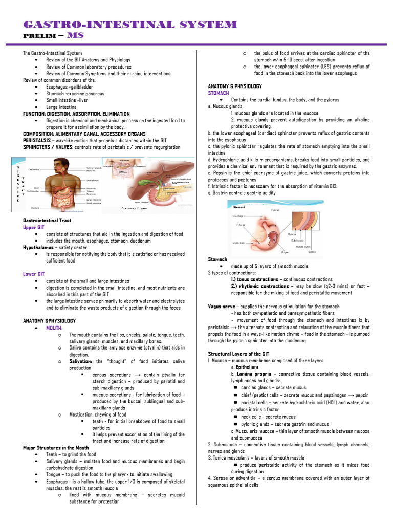 Overview of Gastrointestinal System | PDF | Stomach | Digestion