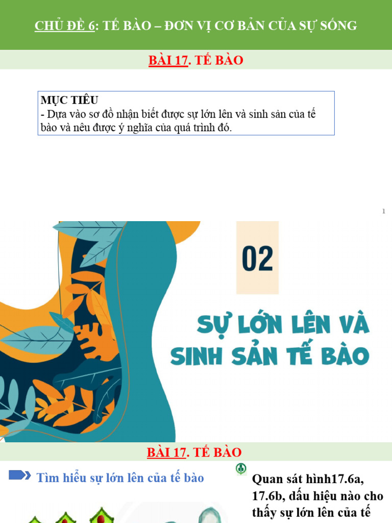 Bai 17 Te Bao t222 | PDF