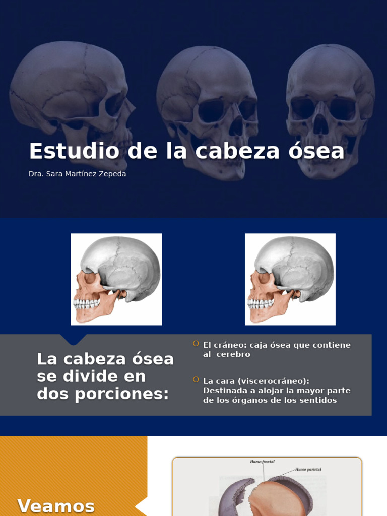 Anatomía de la Cabeza Ósea: Huesos Clave | PDF | Anatomía ...